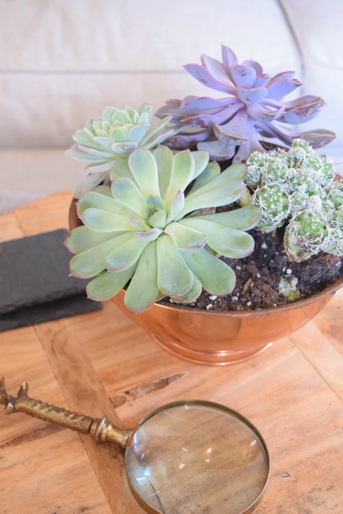 Ideas for Succulents- The Best House Plants - Nesting With Grace