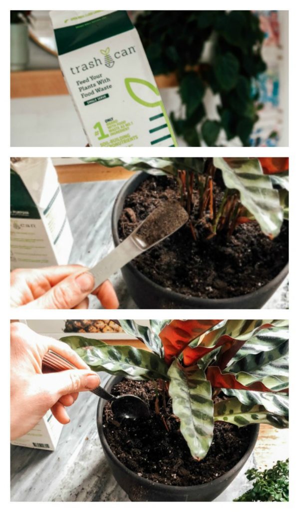 When to Fertilize Plants and Repotting Houseplants - Nesting With Grace